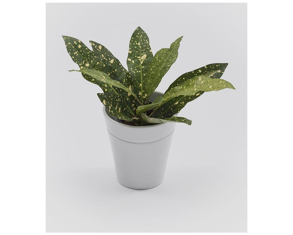 Danese Milano Window Garden Vase